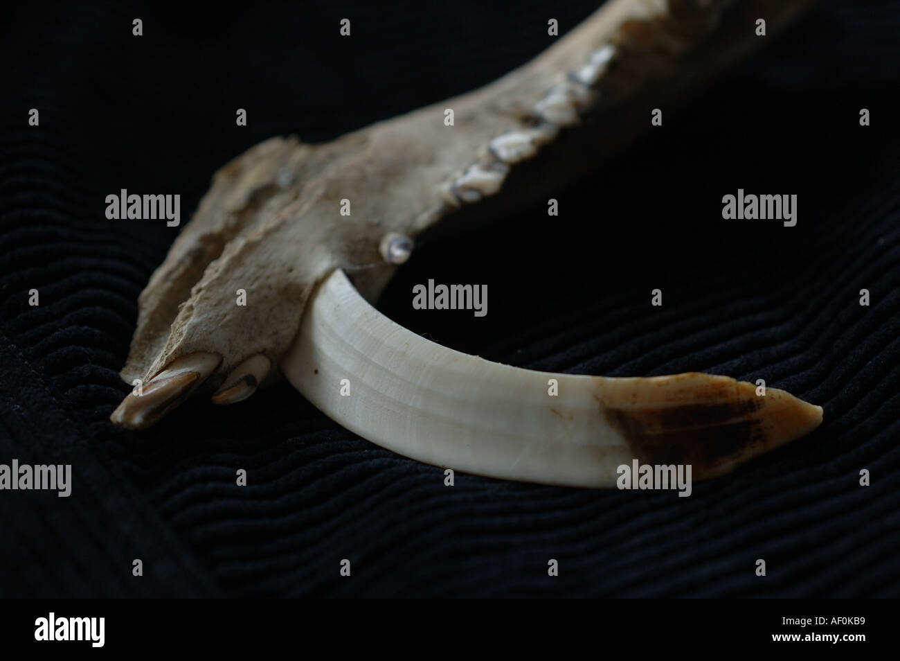 Wild Pig Jaw Bone Stock Photo - Alamy