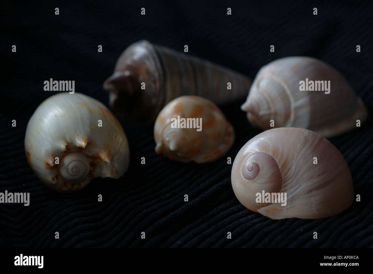 Collection of Shells Stock Photo - Alamy