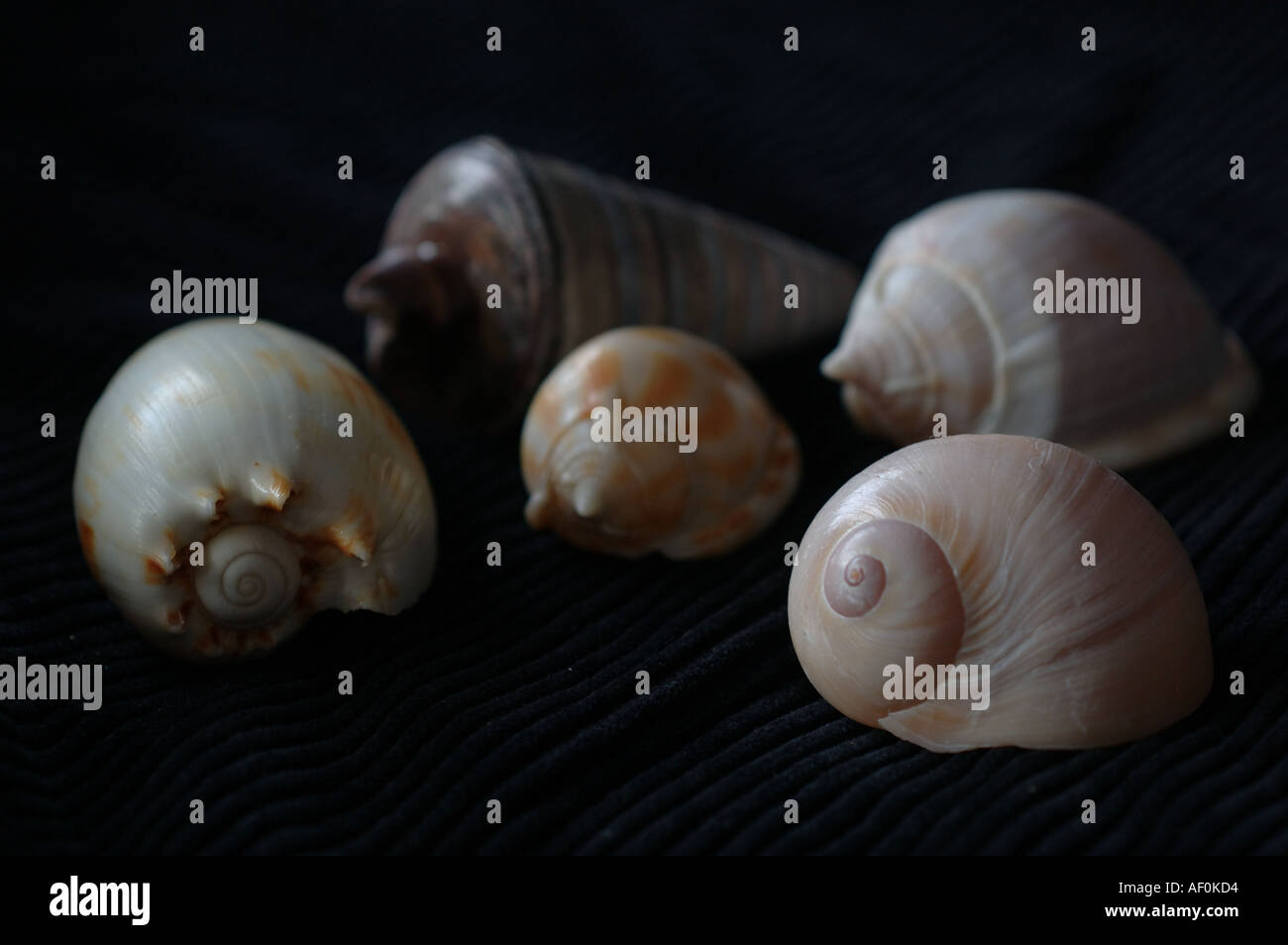 Collection of Shells Stock Photo - Alamy