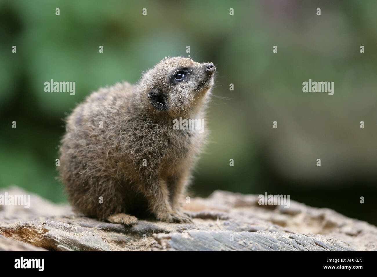 Earth male Meerkat baby - Suricata suricatta Stock Photo - Alamy