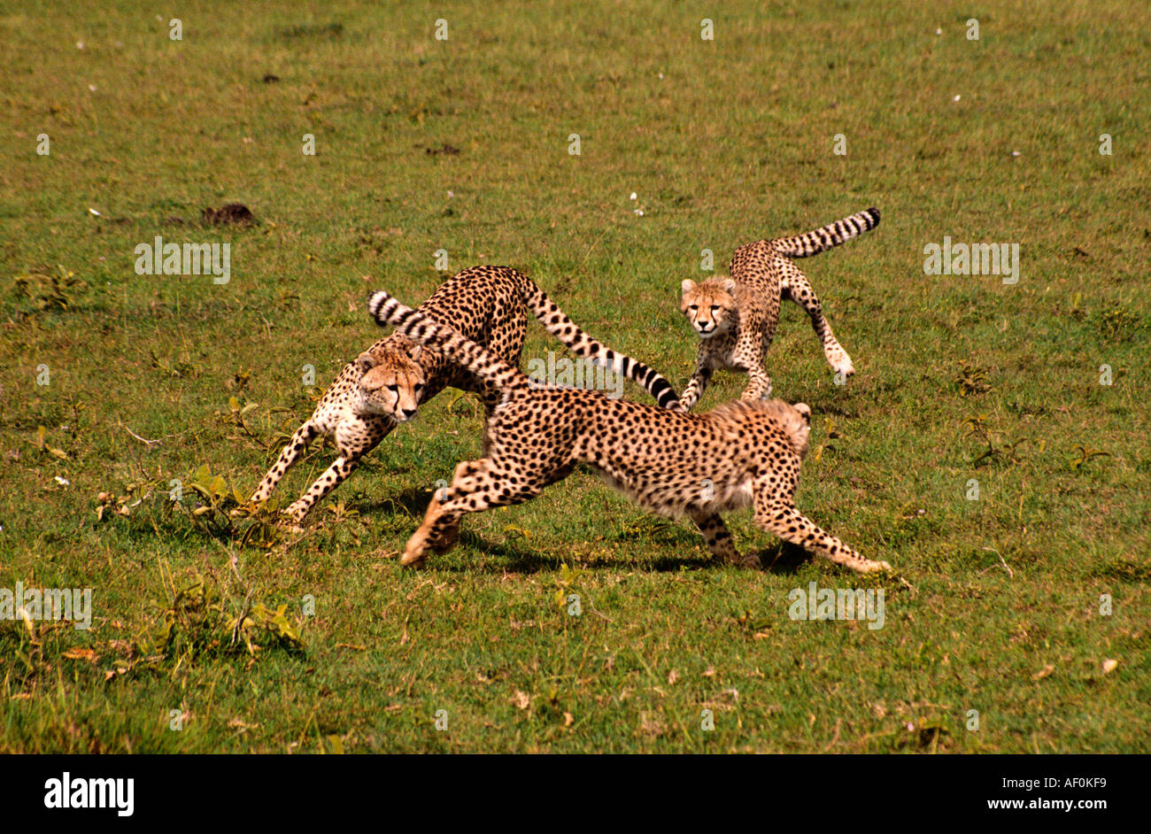 Cheetah cub chasing hi-res stock photography and images - Alamy