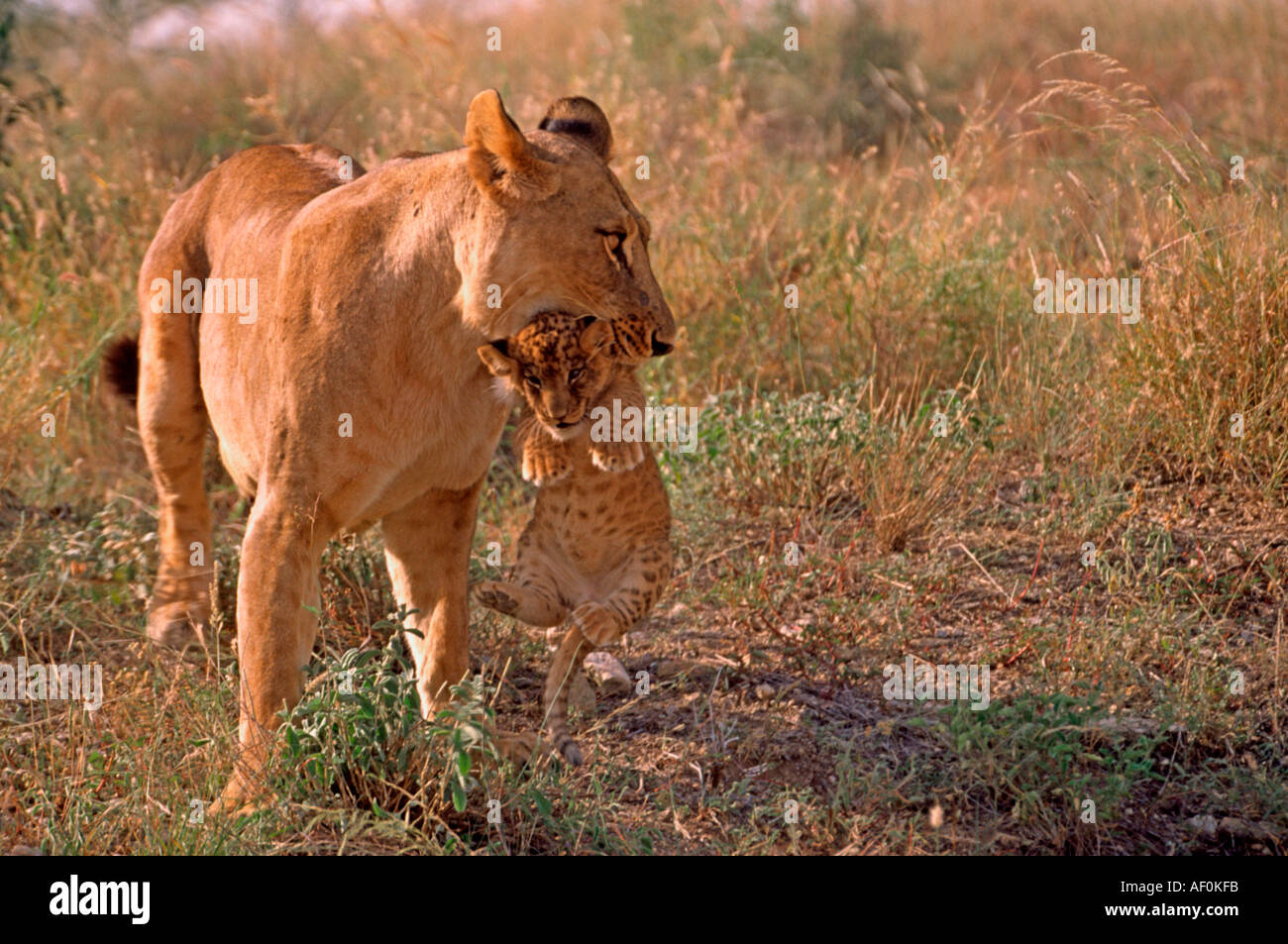 Lioness carrying cub, Kenya Stock Photo - Alamy