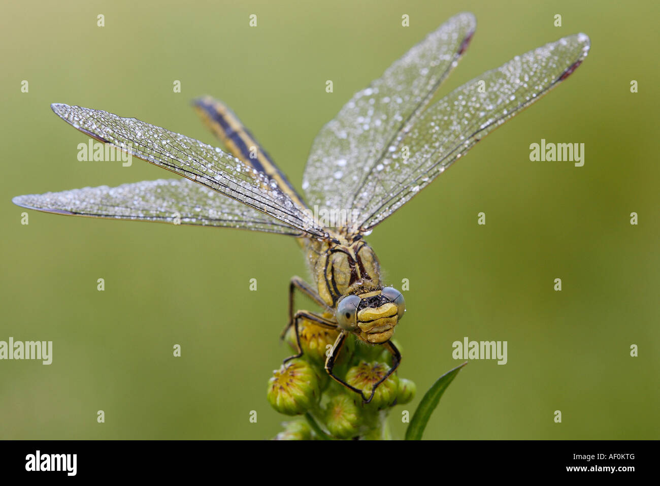 Club tailed dragonflies hi-res stock photography and images - Alamy
