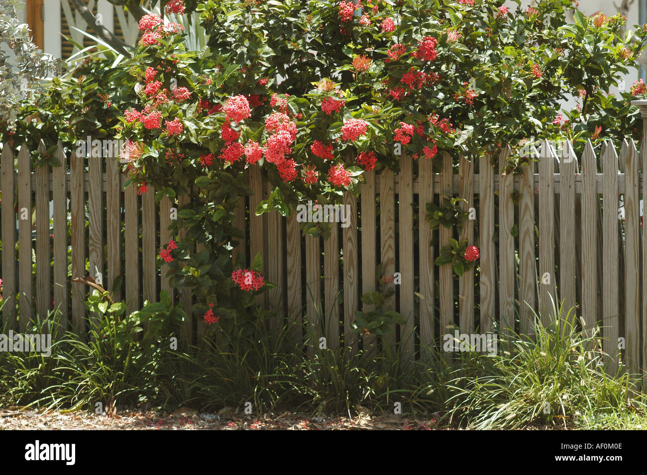Fence Flowers Key West Florida Stock Photo - Alamy