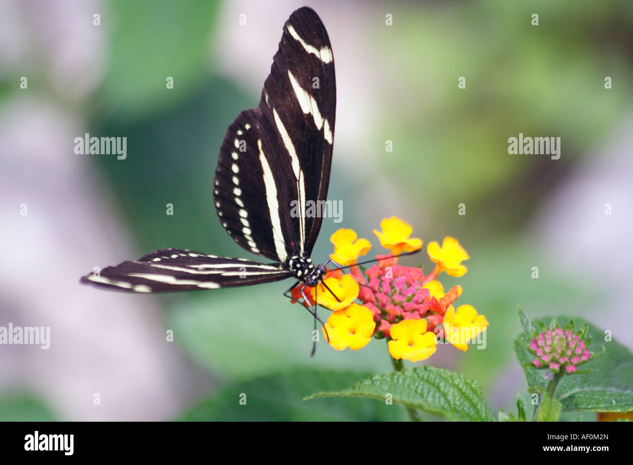 The Zebra Longwing (Heliconius charithonia) Butterfly Stock Photo - Alamy
