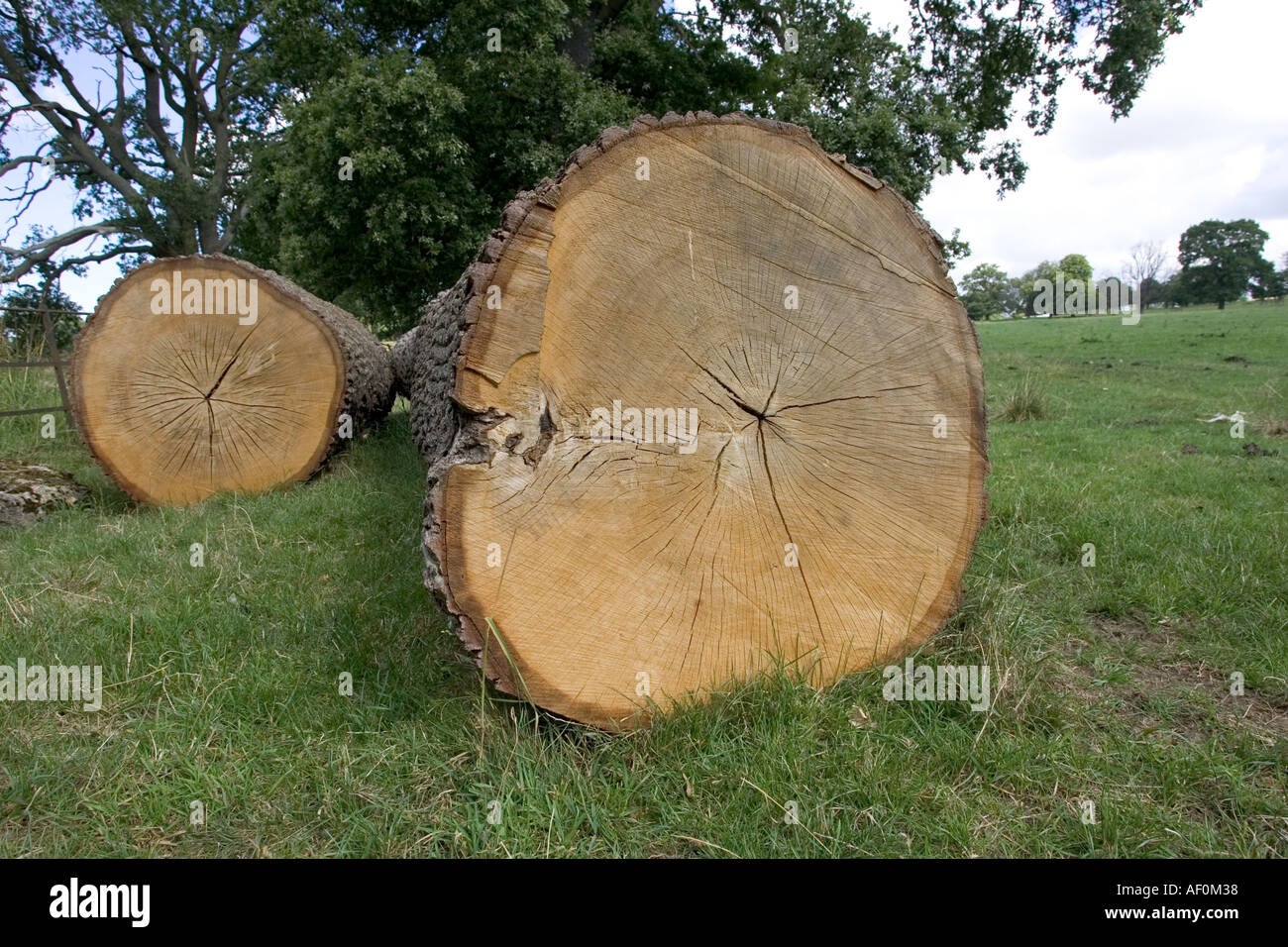 End cut tree tree showing hi-res stock photography and images - Alamy