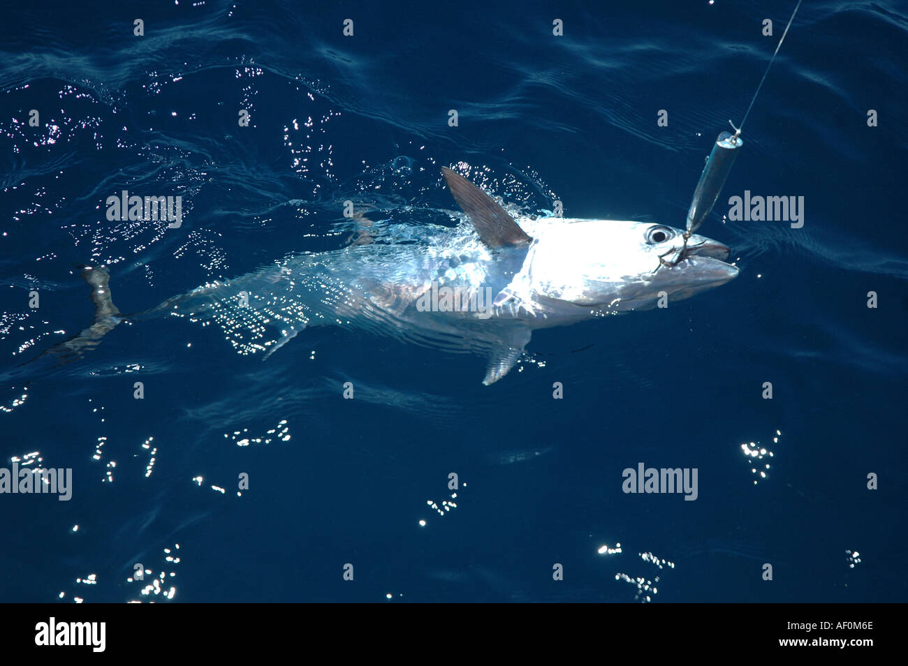 Mack Tuna Caught saltwater Flyfishing Curtis Island Qld Australia Stock ...