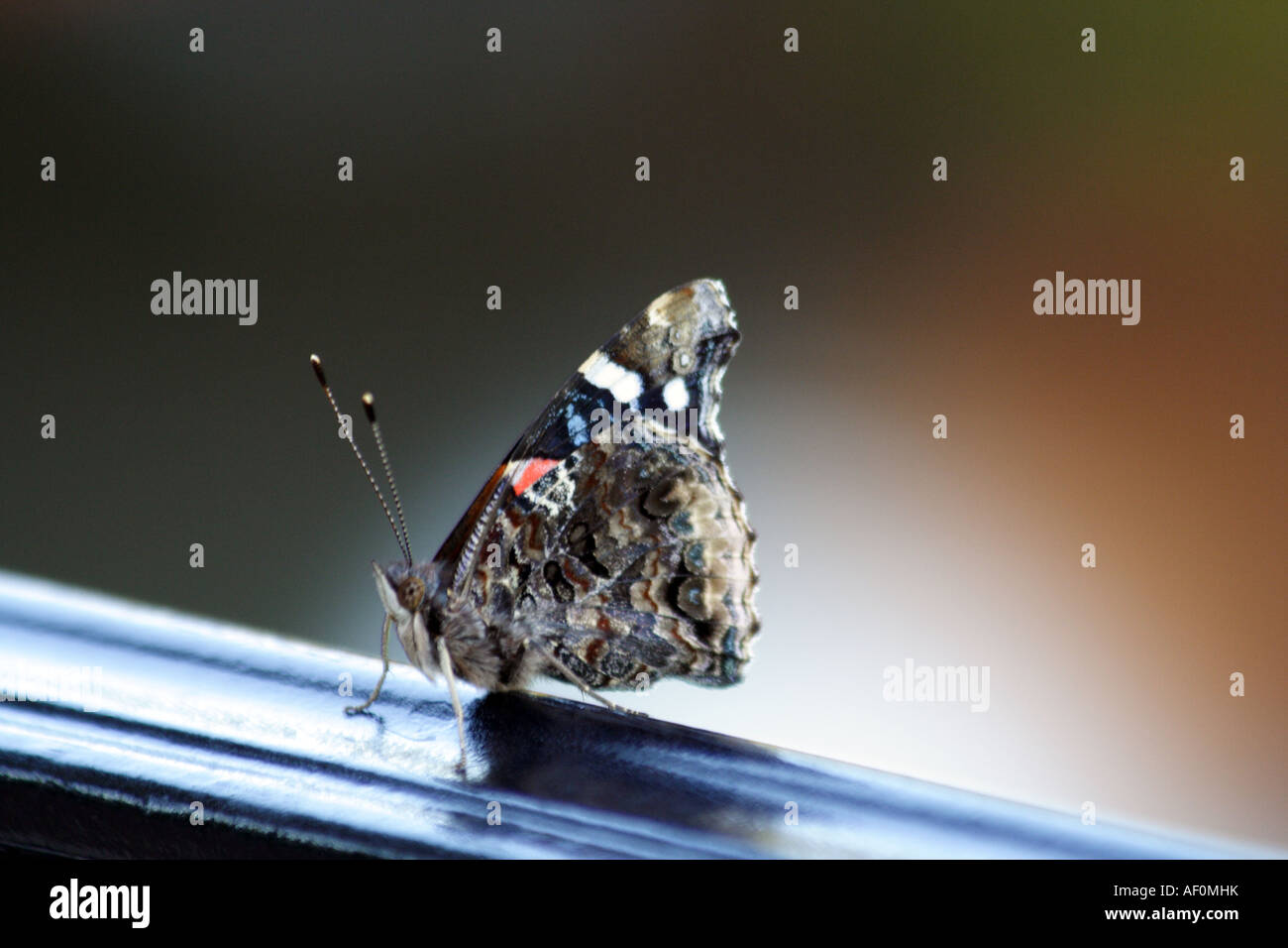 Night butterfly hi-res stock photography and images - Alamy