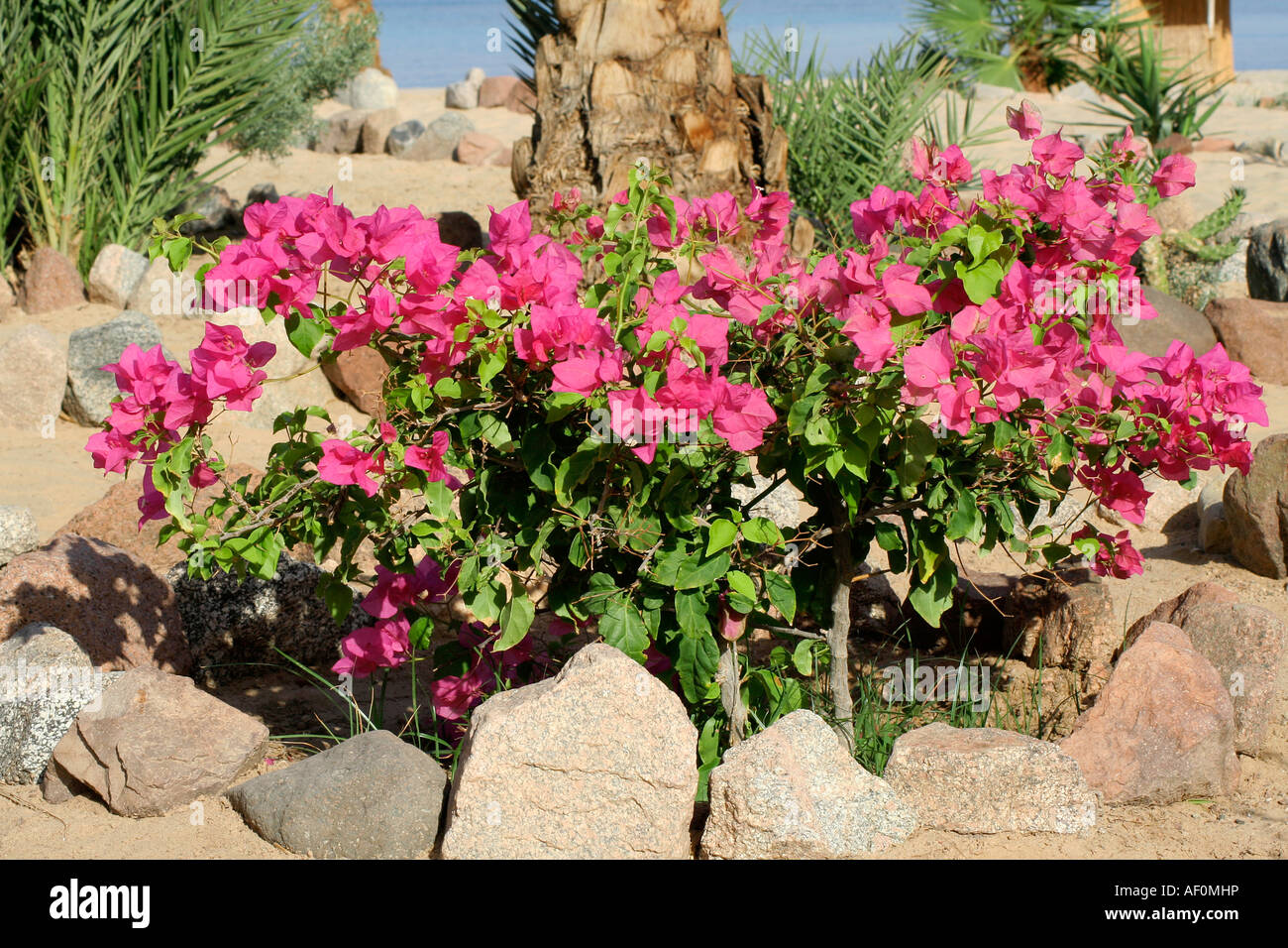 bougainvillaea flower bed red sea egypt Stock Photo - Alamy