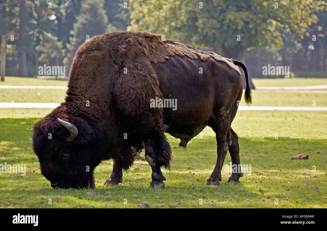 Bull american bison bovidae artiodactyal buffalo hi-res stock ...
