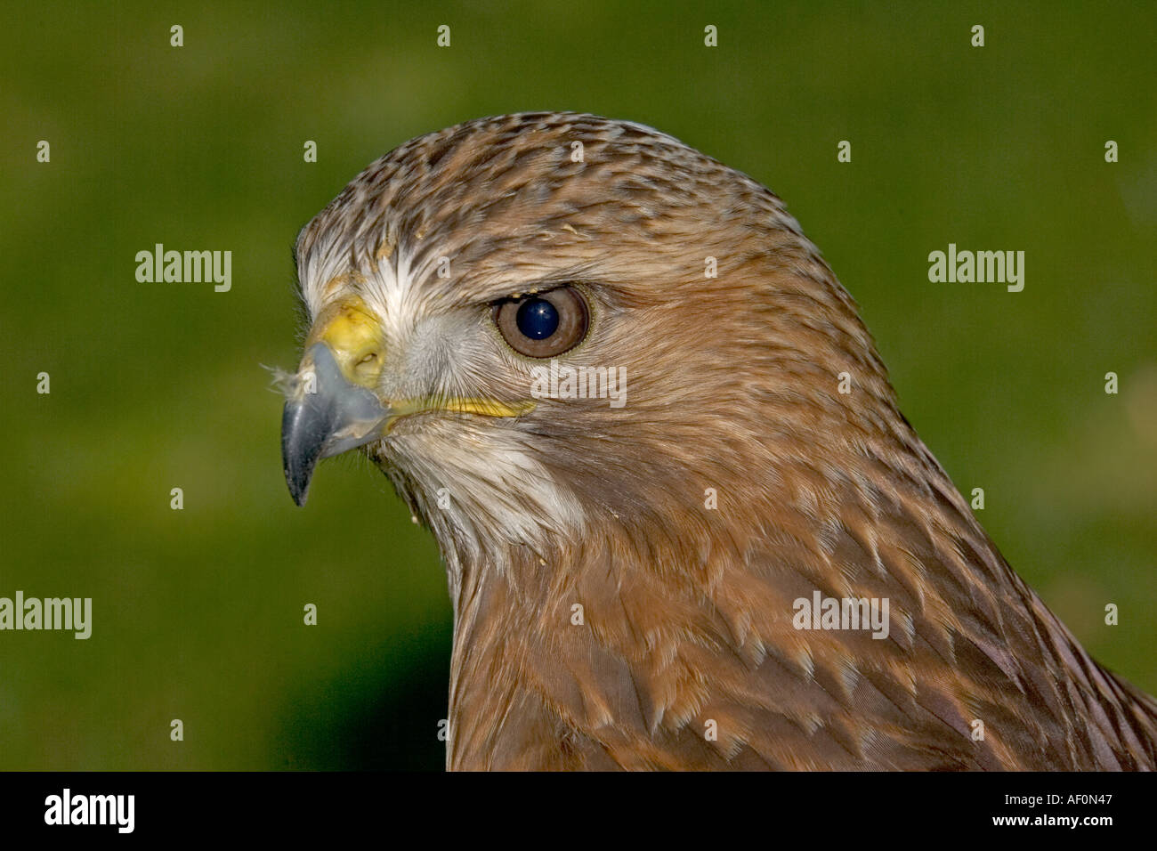 Closeup of head of Red kite Milvus milvus Bird of Prey Centre Newent UK ...