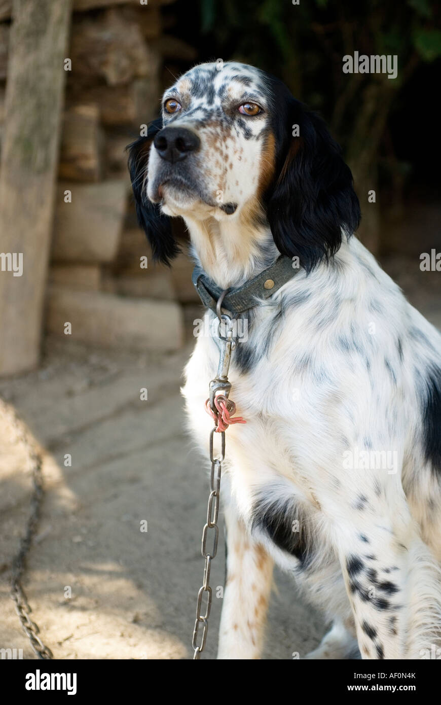 Llewellyn setter hi-res stock photography and images - Alamy