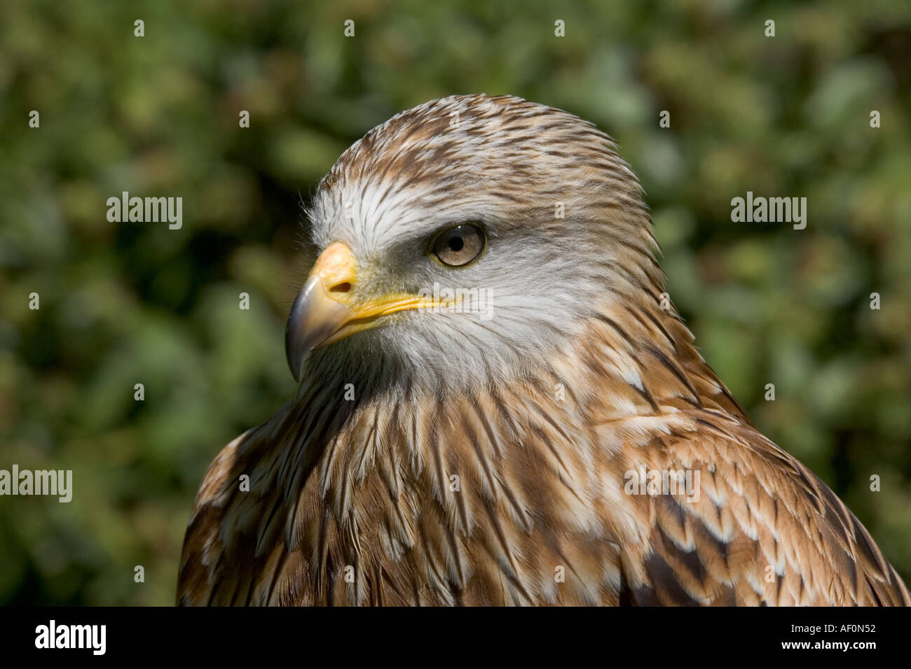 Closeup of head of Red kite Milvus milvus Bird of Prey Centre Newent ...