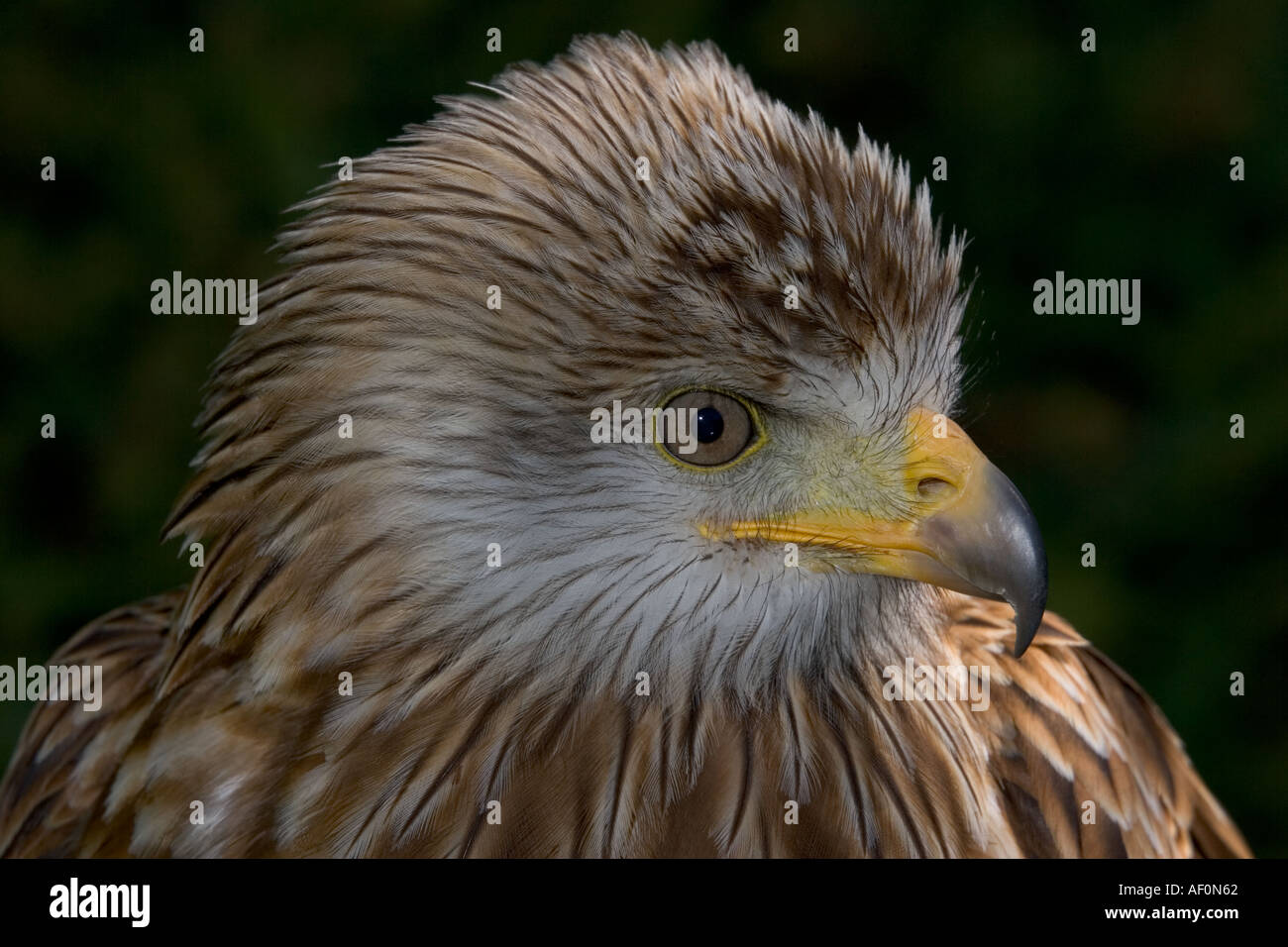 Closeup of head of Red kite Milvus milvus Bird of Prey Centre Newent ...