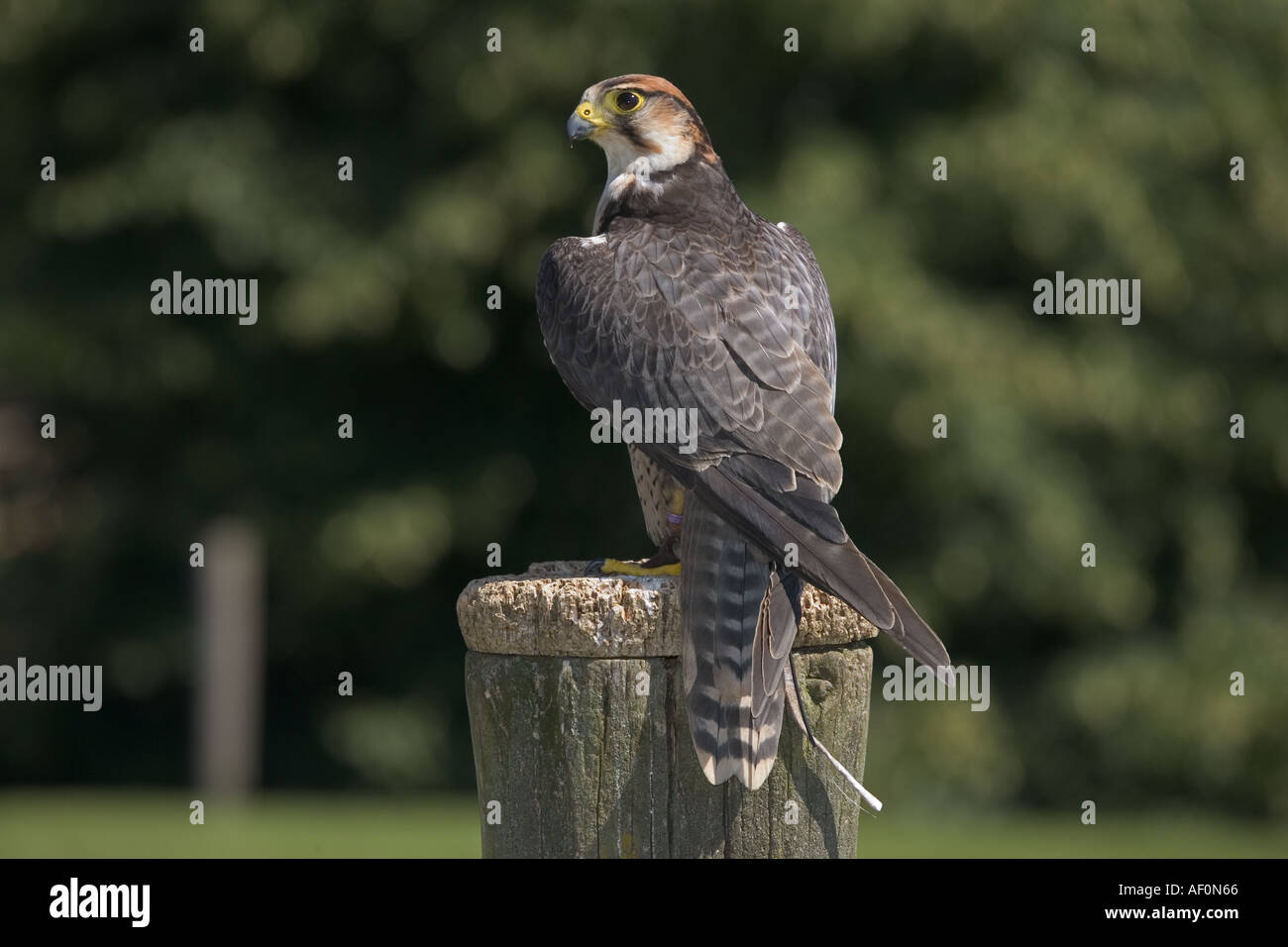 Red kite Milvus milvus Bird of Prey Centre Newent Stock Photo - Alamy