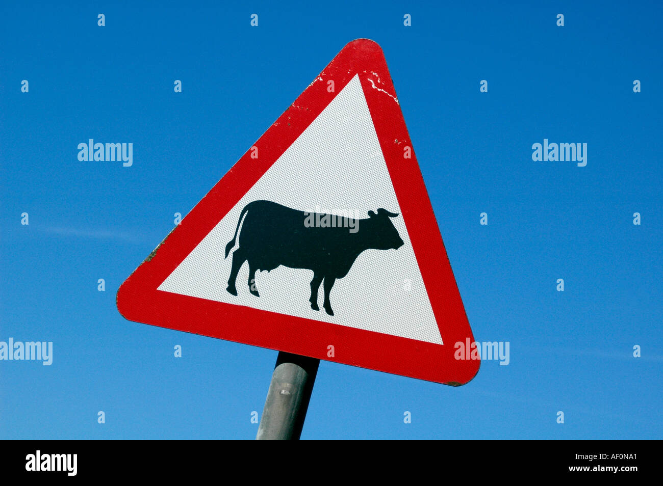 Triangular road sign warning beware of cattle crossing West Yorkshire ...