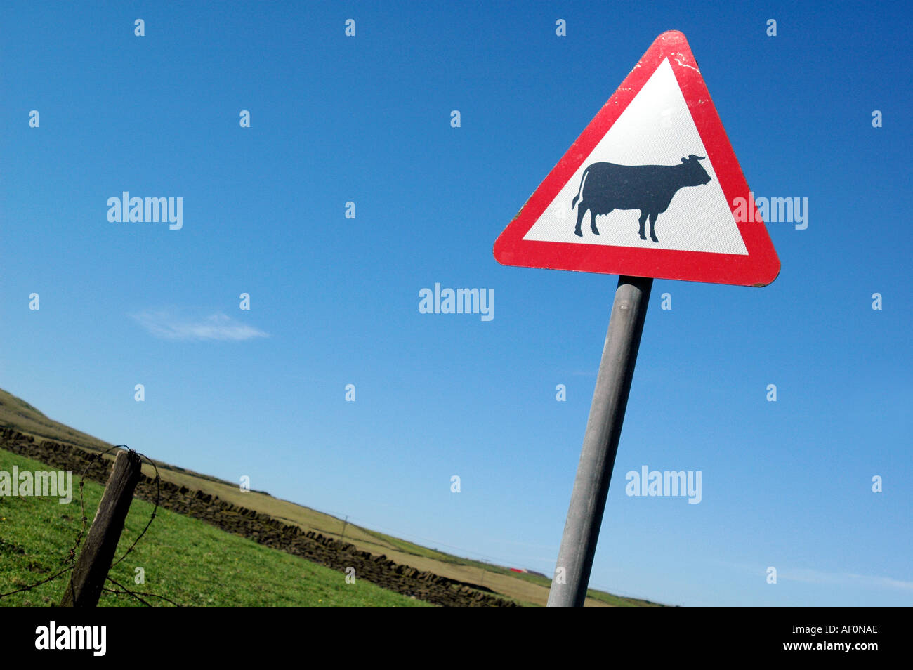 Triangular road sign warning beware of cattle crossing West Yorkshire ...