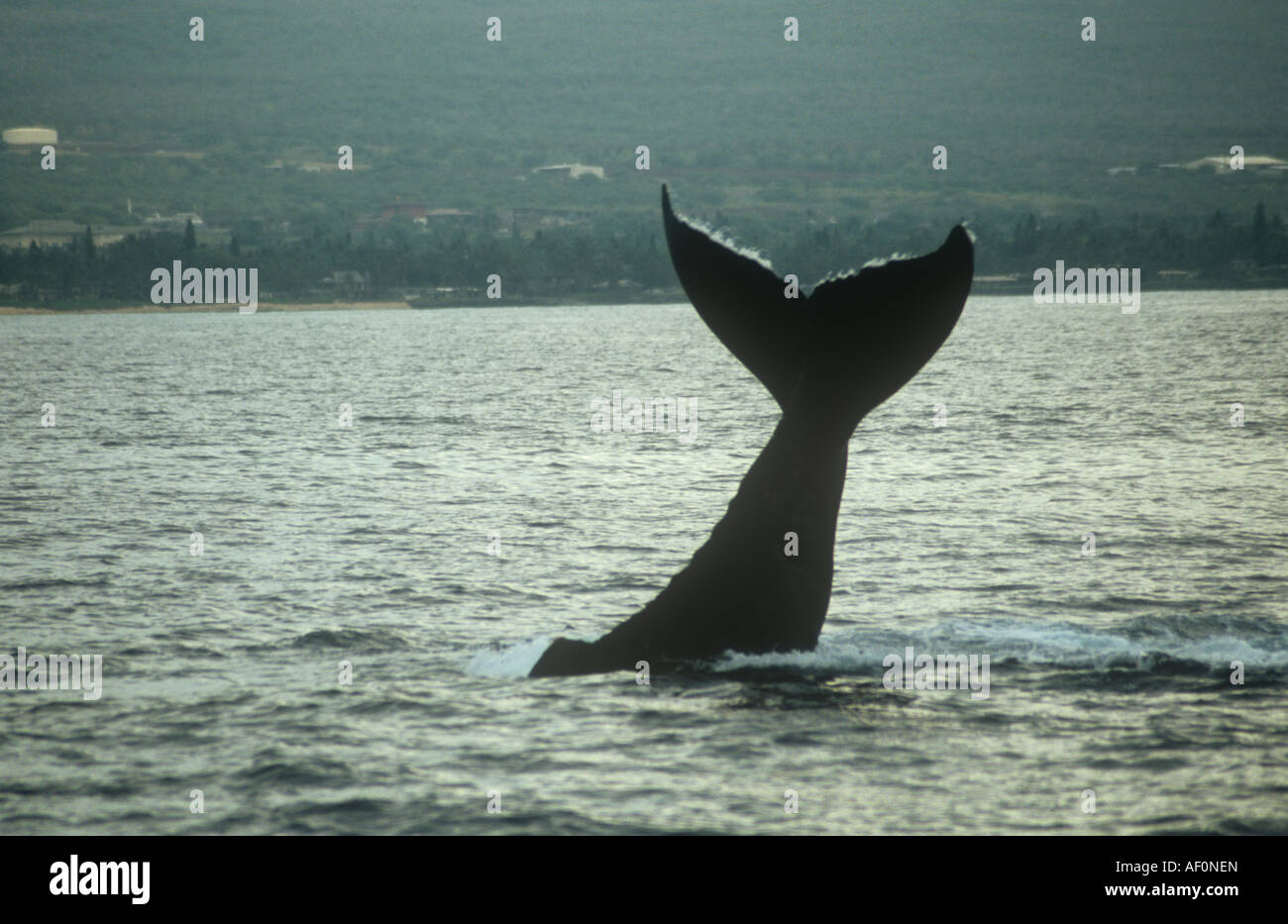 A humpback whale lifts it tail as it dives into the ocean near Maui ...