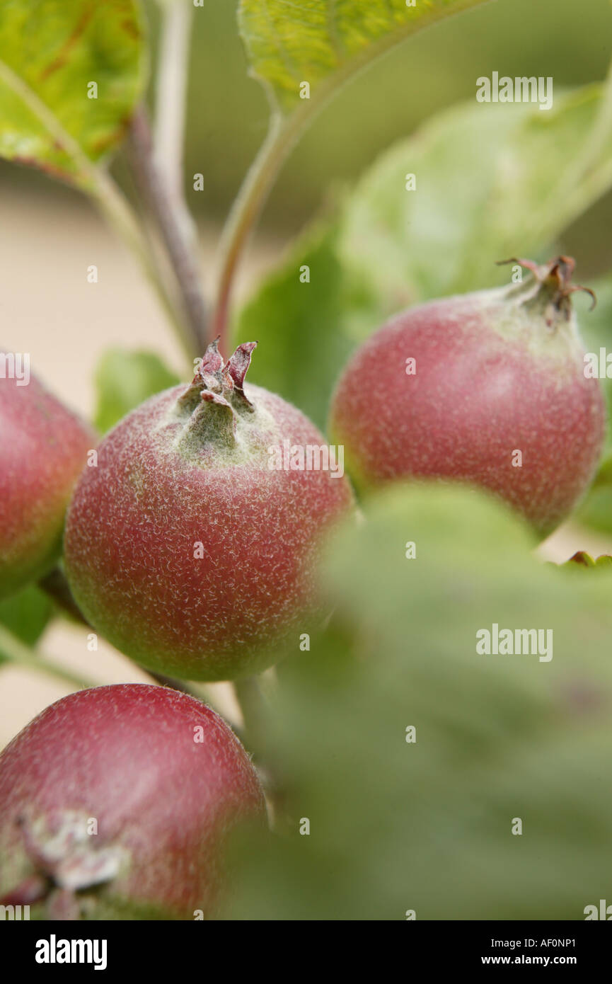 Three upright branches hi-res stock photography and images - Alamy