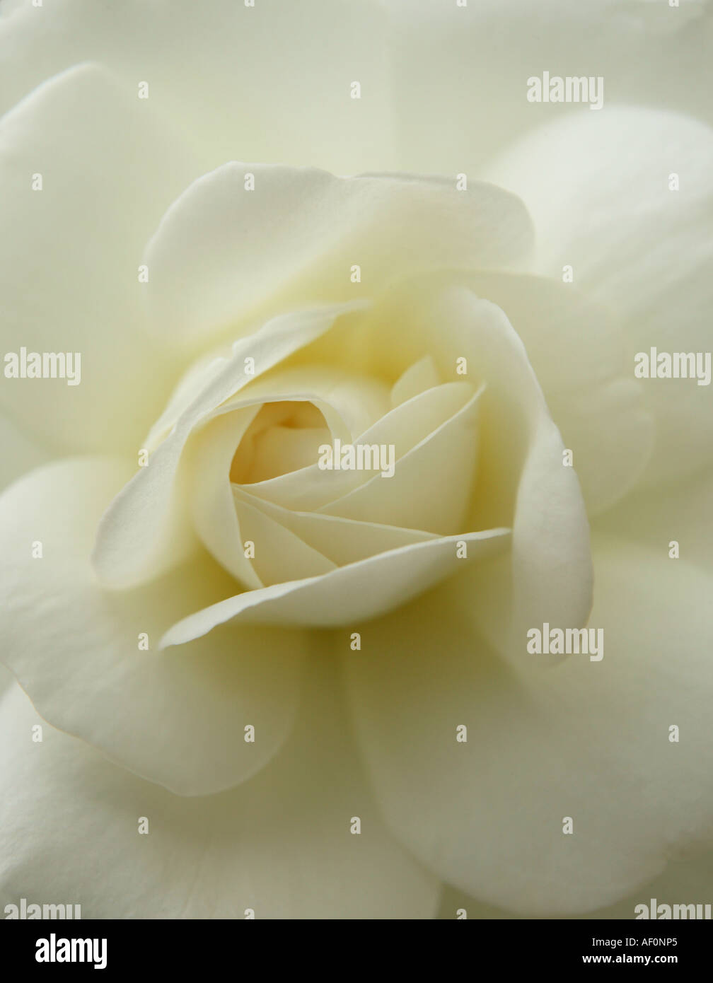 Rose pettals hi-res stock photography and images - Alamy