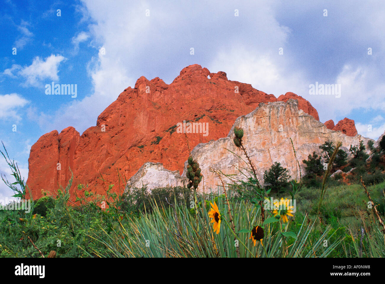 Midwestern wildflowers hi-res stock photography and images - Alamy