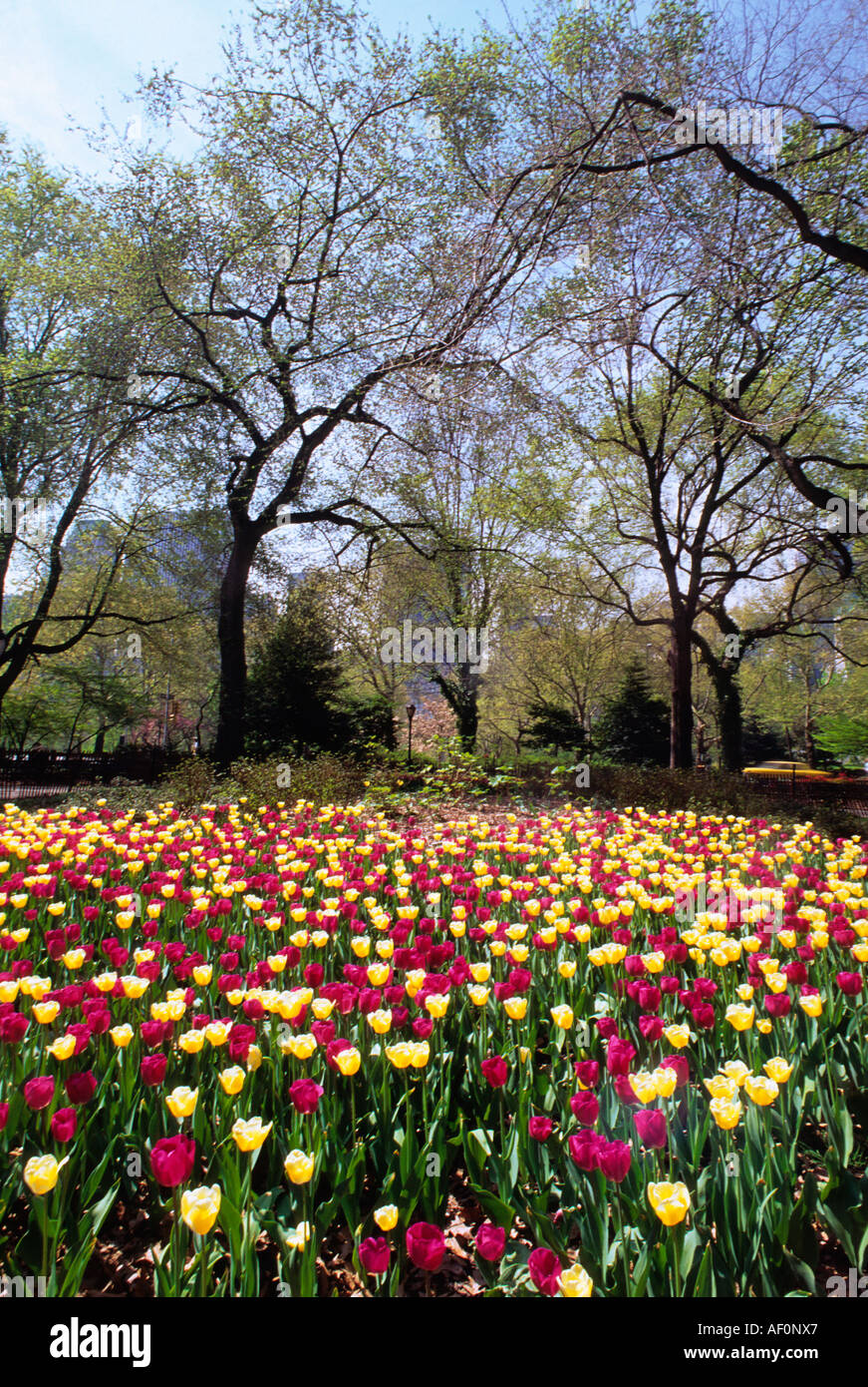 Central Park New York City Midtown Manhattan The South End of the ...