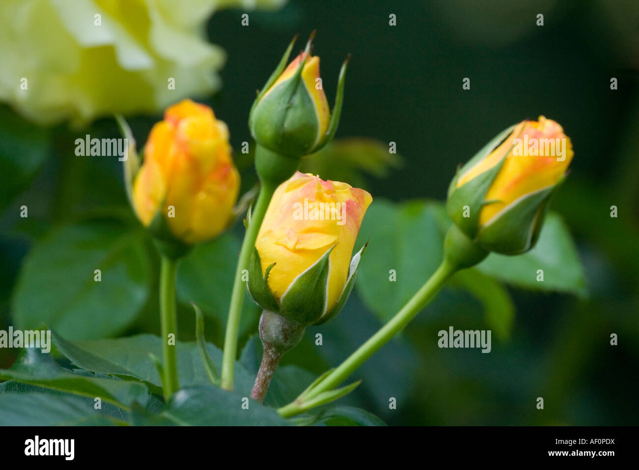 Four yellow roses hi-res stock photography and images - Alamy