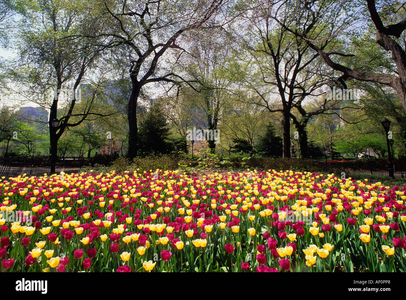 Spring, New York City, Central Park Promenade. Flowers. Red and yellow ...