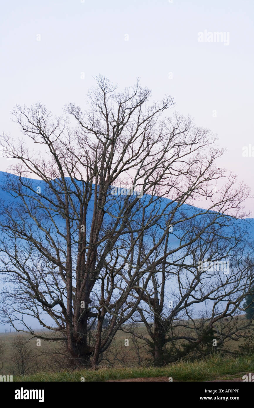 Spring Morning Trees in the Great Smoky Mountains National Park Stock ...