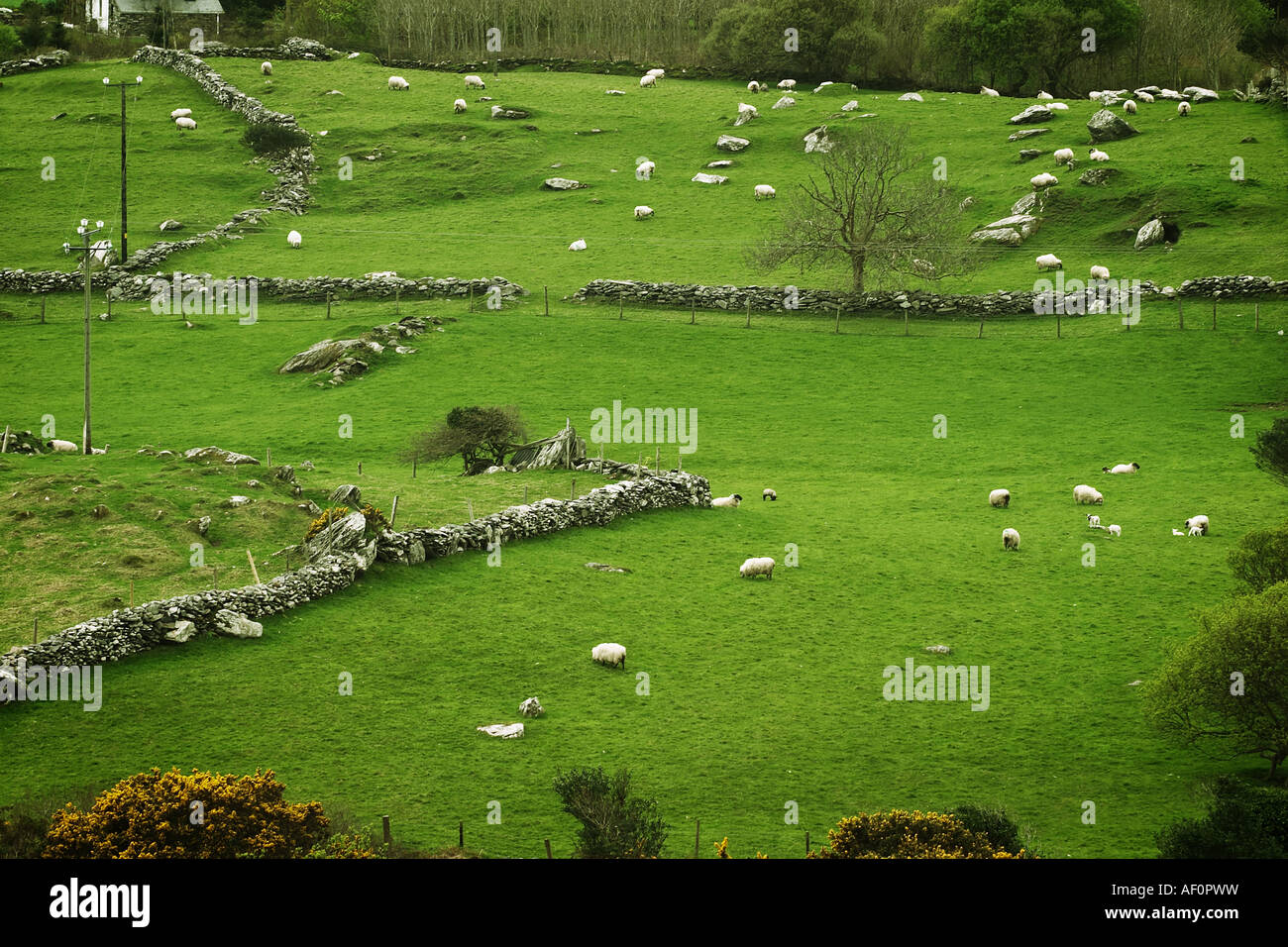 Sheep on Farmland Ring of Kerry, County Kerry, Ireland Stock Photo - Alamy