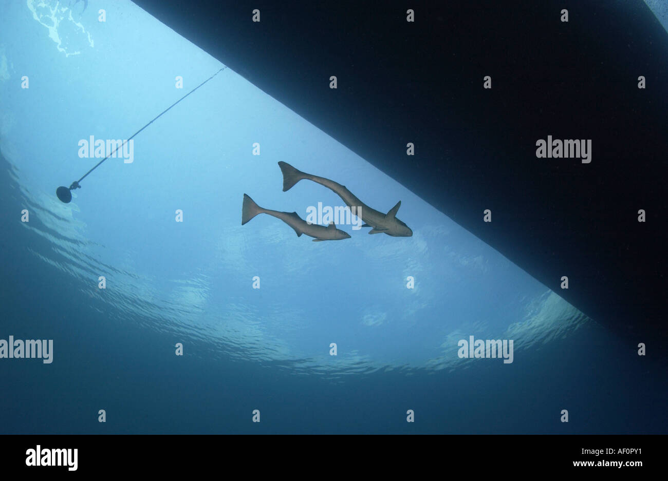 Underwater remora searching for new animal to attach themselves to ...