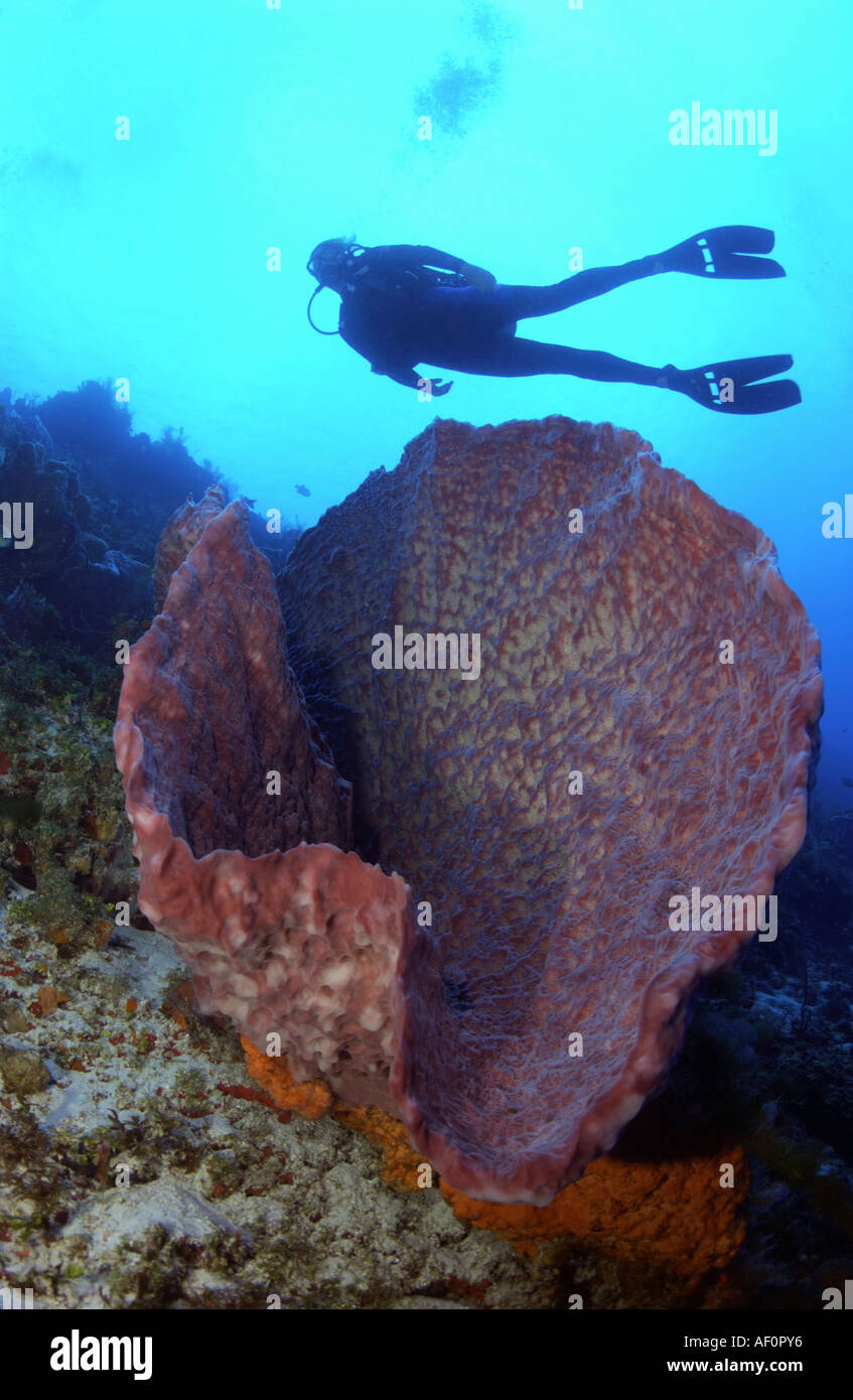Divers seen from depth on Santa Rosa Wall divesite Cozumel Mexico Stock ...