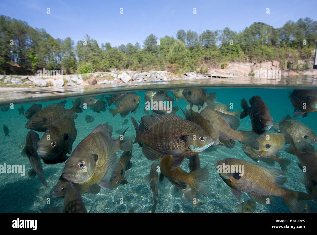 Schooling blue gill fish in Lake Rawlings Rawlings VA Stock Photo - Alamy