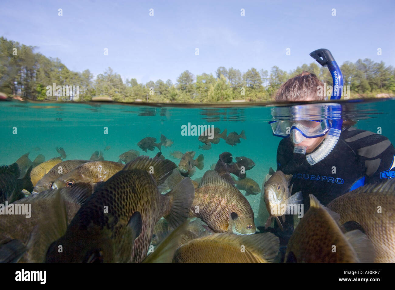 Schooling blue gill fish in Lake Rawlings Rawlings VA Stock Photo - Alamy