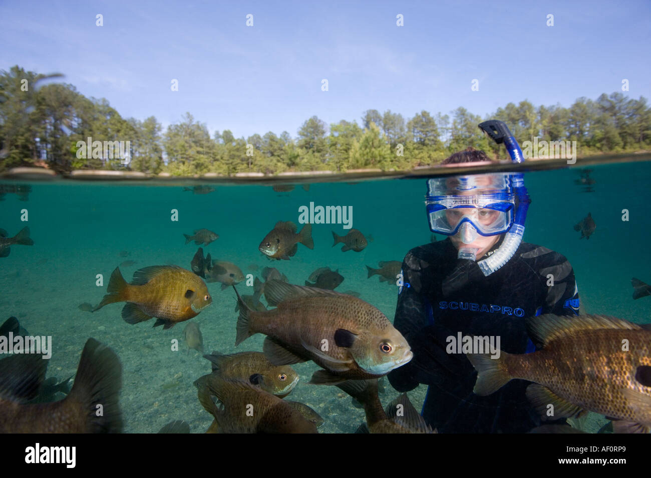 Bluegill fish hi-res stock photography and images - Alamy