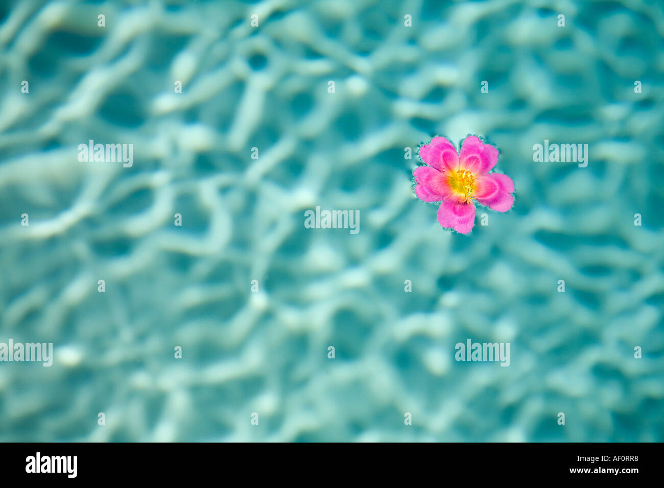 Flower floating on surface of swimming pool Stock Photo - Alamy