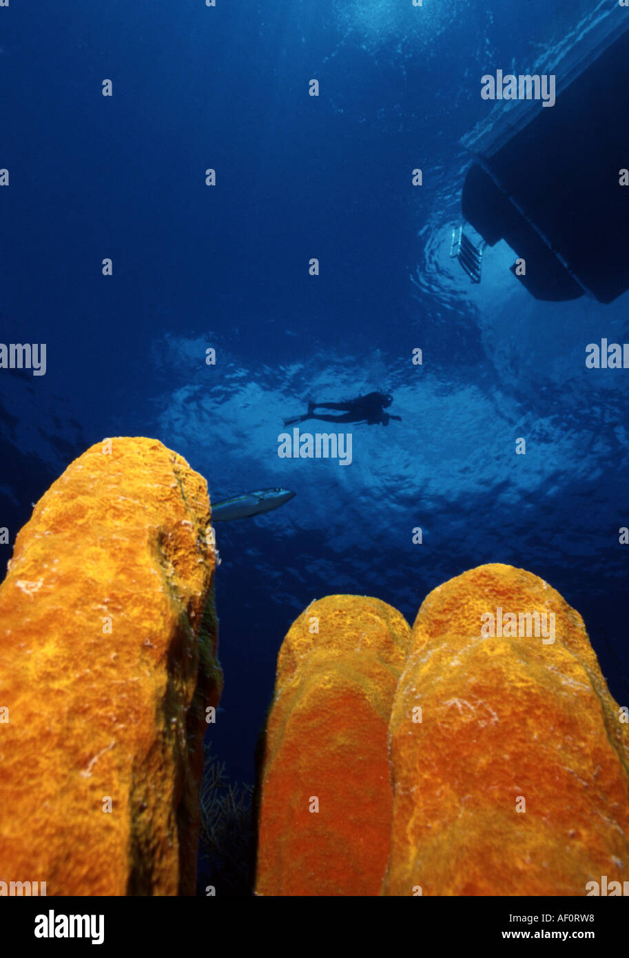 Scuba diver looking up hi-res stock photography and images - Alamy