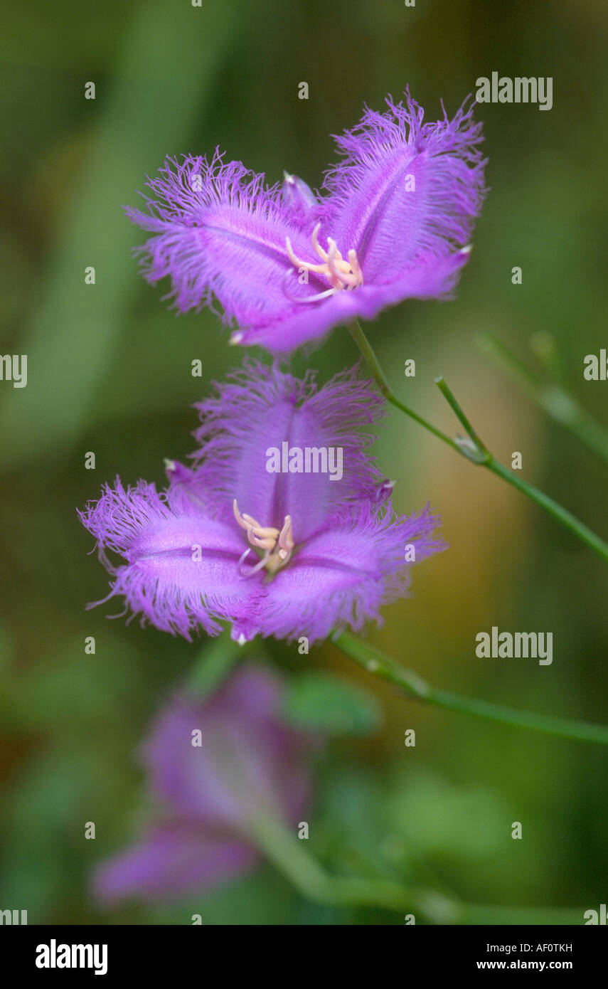 Fringe lily hi-res stock photography and images - Alamy