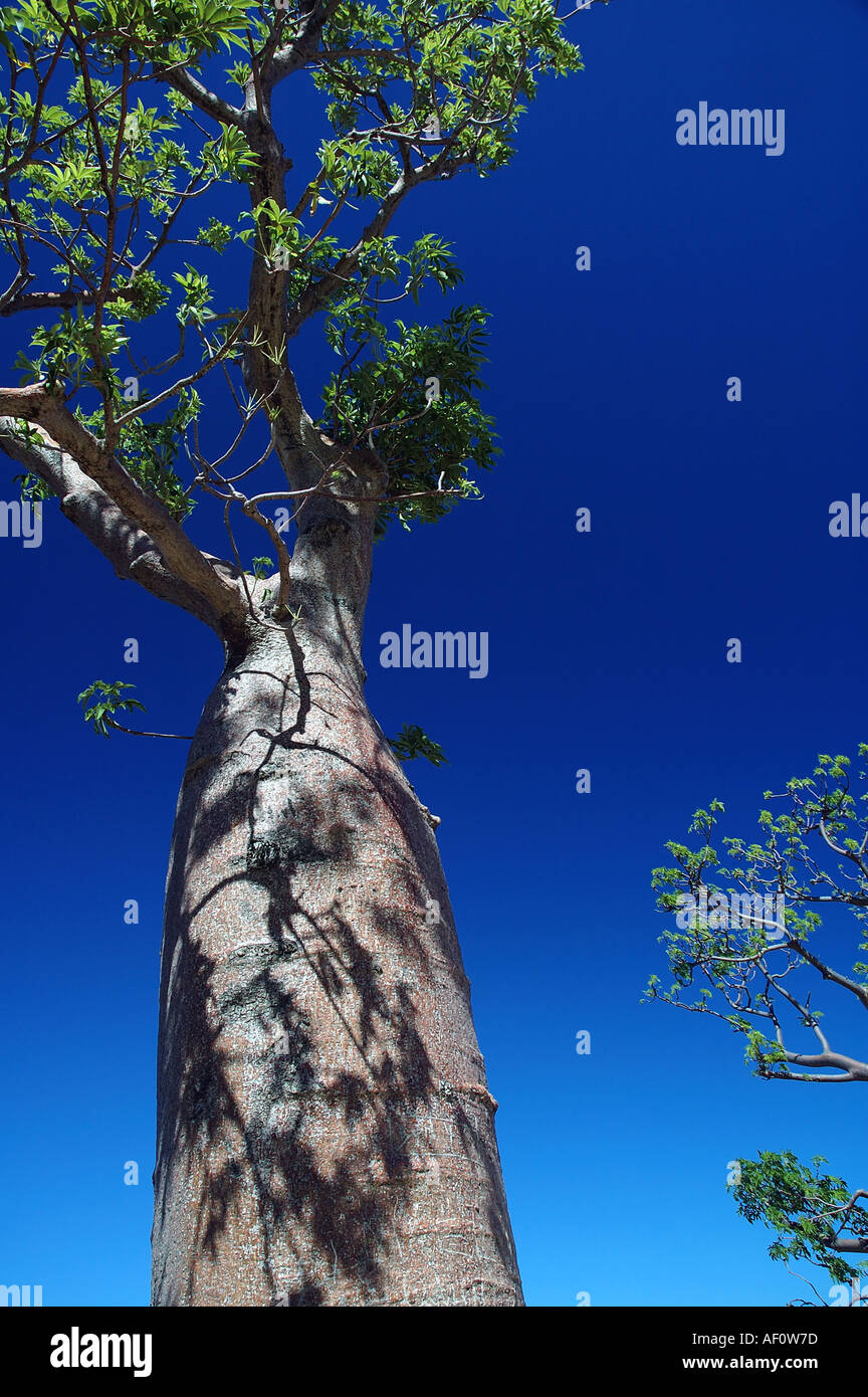 Arid zone trees hi-res stock photography and images - Alamy