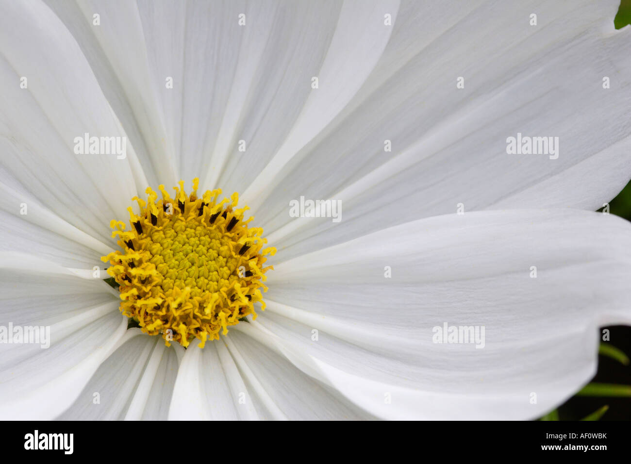 Cosmos bipinnatus 'purity white' close up Stock Photo - Alamy