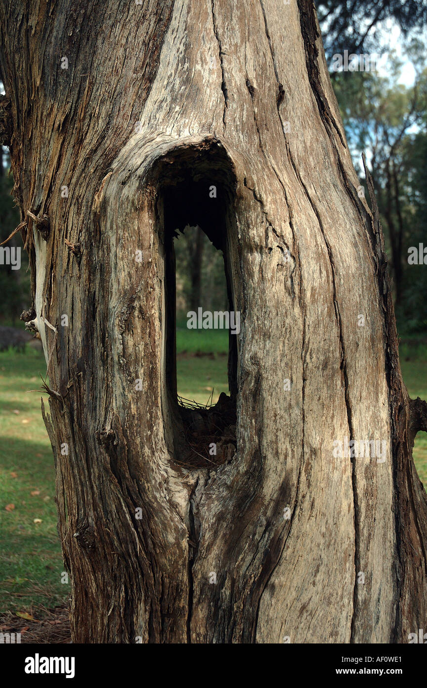 Mysterious hole through tree Stock Photo - Alamy