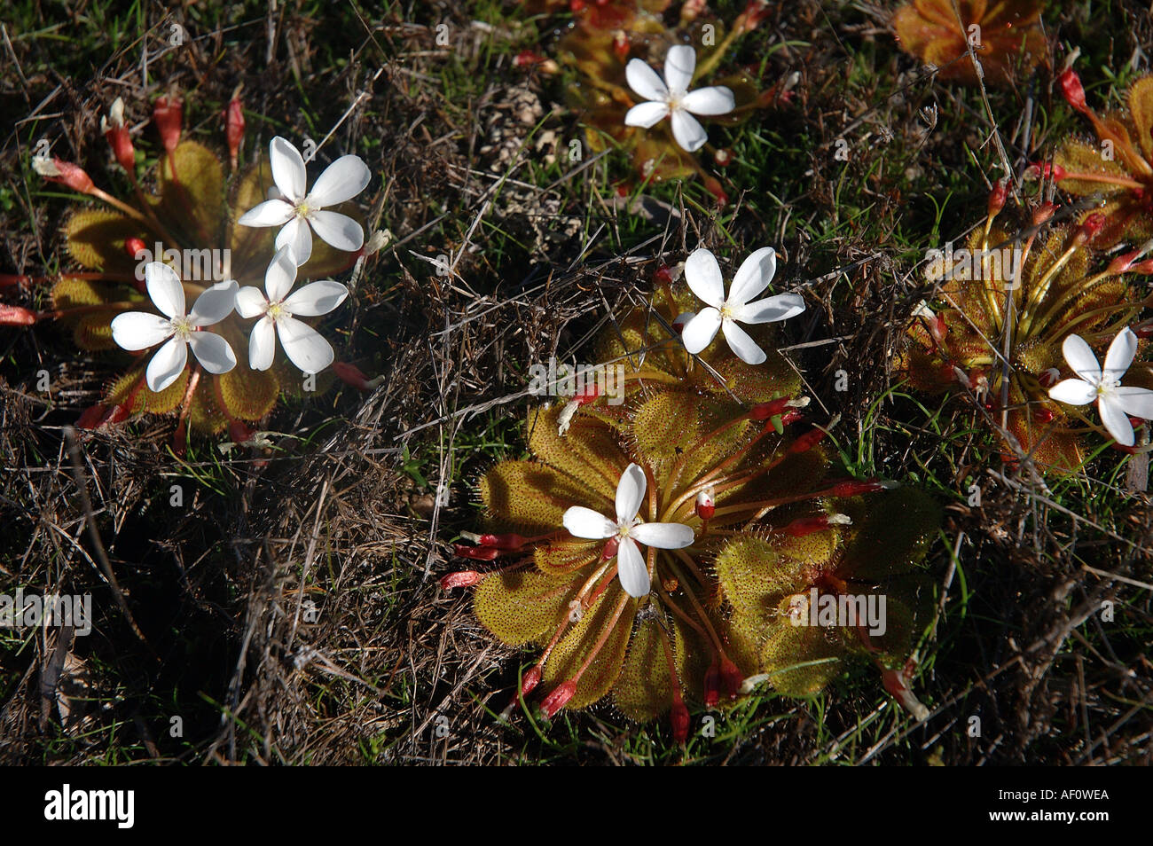 Flowers of Drosera bulbosa ssp major a carnivorous plant sundew ...