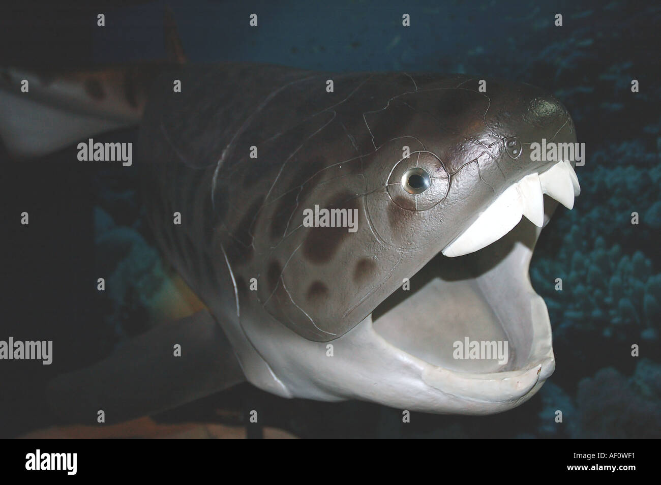 Placoderm hi-res stock photography and images - Alamy