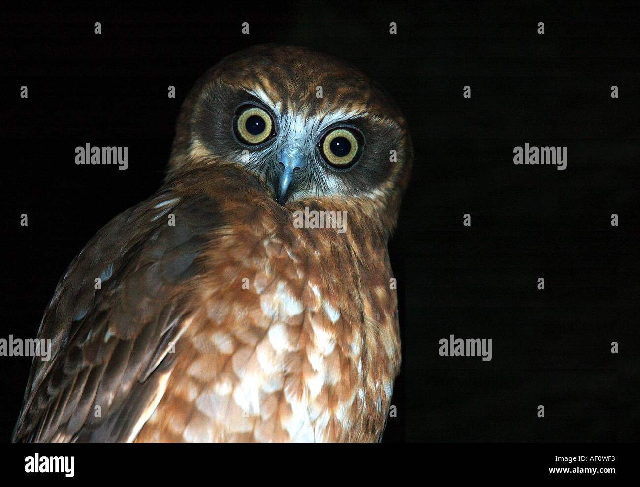 Southern Boobook owl Ninox novaezeelandensis Stock Photo - Alamy