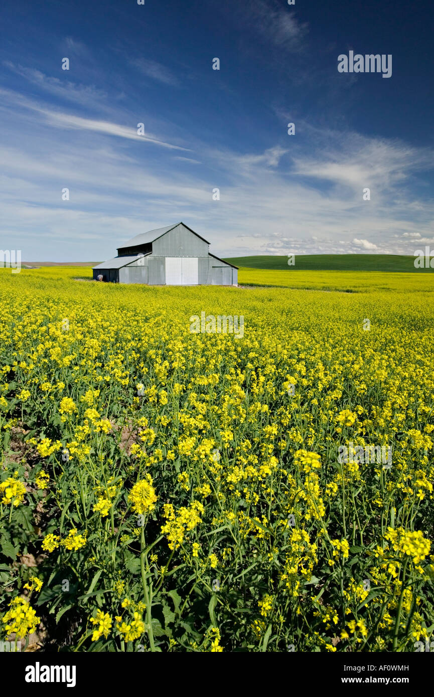 Farming barn in the rape seed field Stock Photo - Alamy