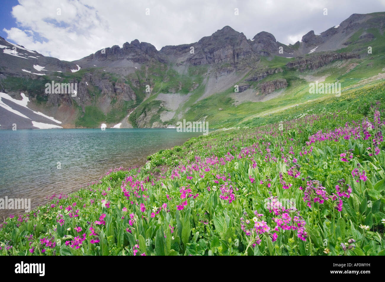 Clear Lake with wildflowers in alpine meadow Parry s Primrose Primula ...