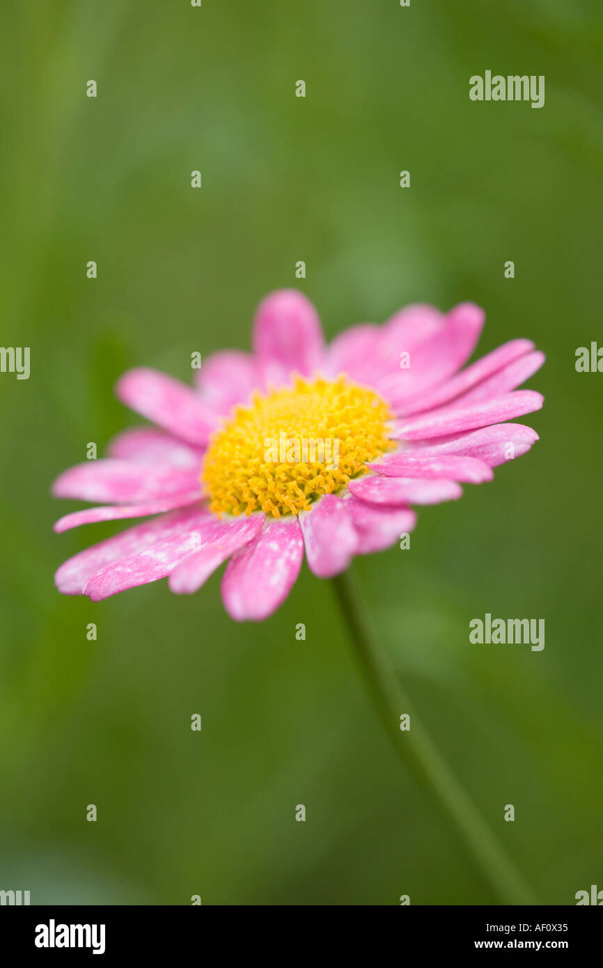 Pink Marguerite Daisy Flowers Stock Photo - Alamy