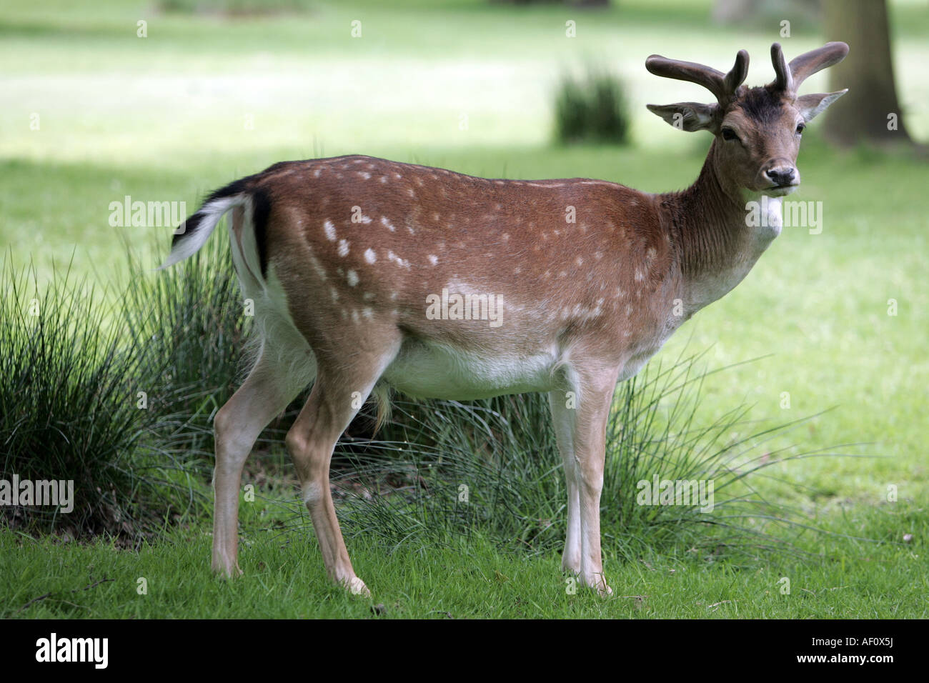 Velvet verdure hi-res stock photography and images - Alamy