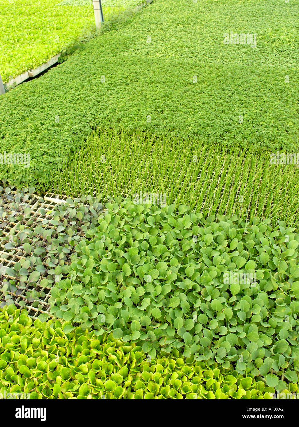 Seedbeds hi-res stock photography and images - Alamy