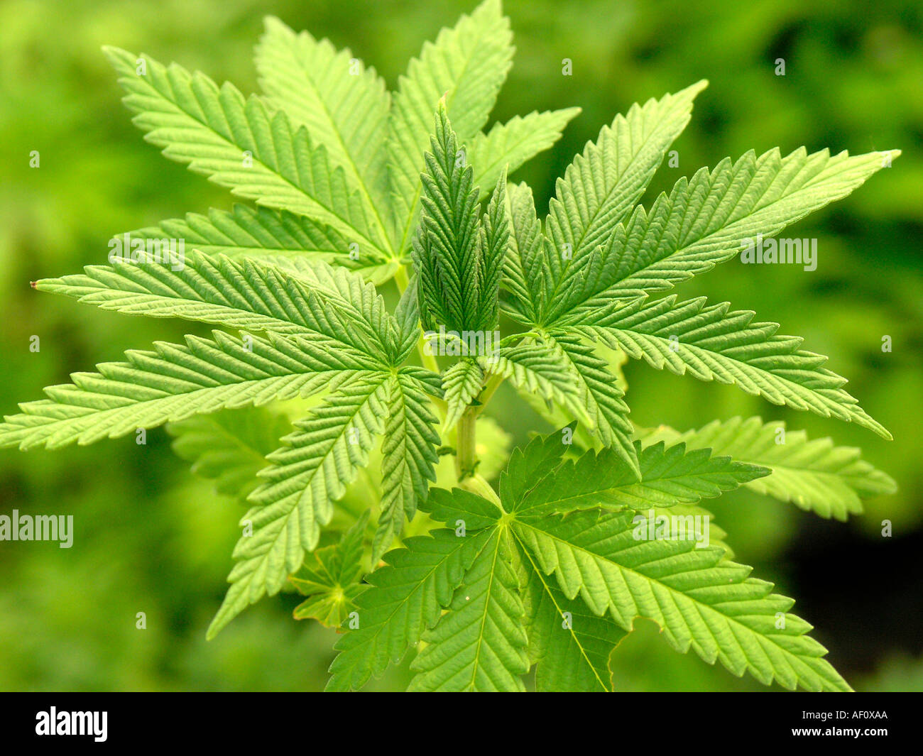Fresh green cannabis plants hi-res stock photography and images - Alamy